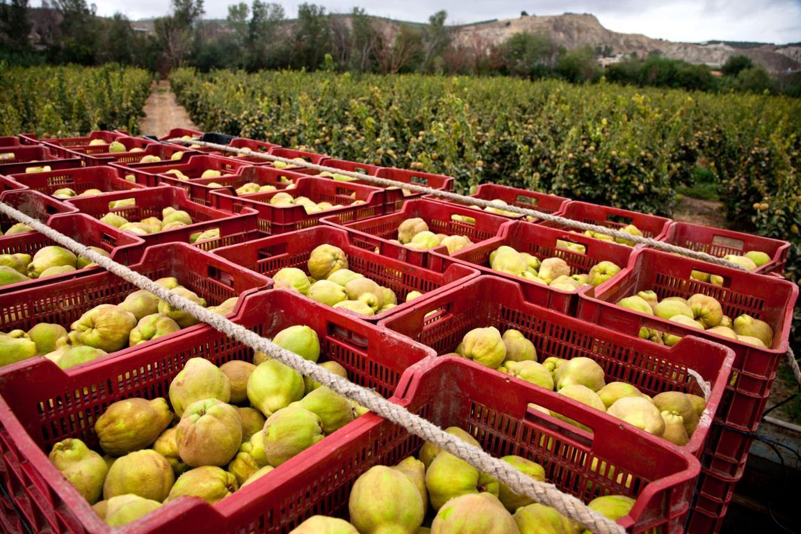 Frutas con sabor a otoño