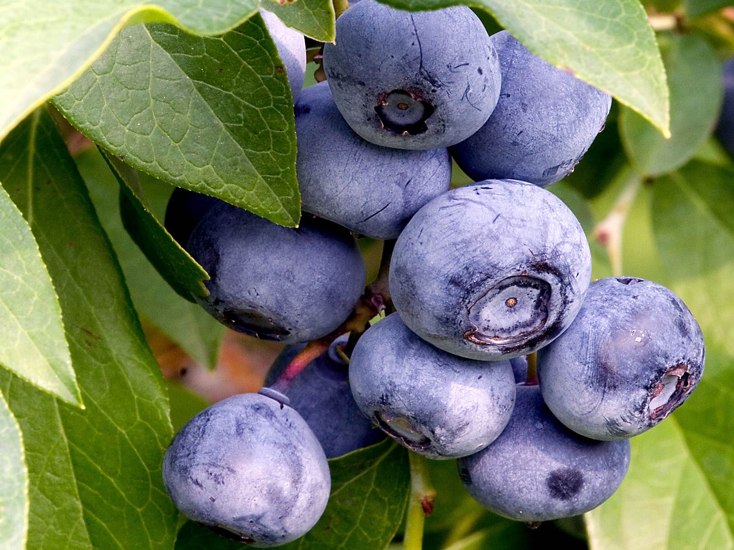 ArandanoS 1 (2) - ORIGEN