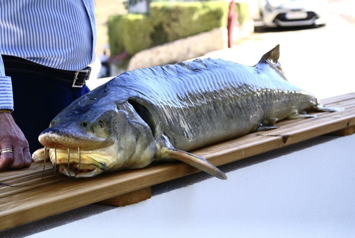 Caviar Riofrío invierte para consolidar la producción del esturión Beluga