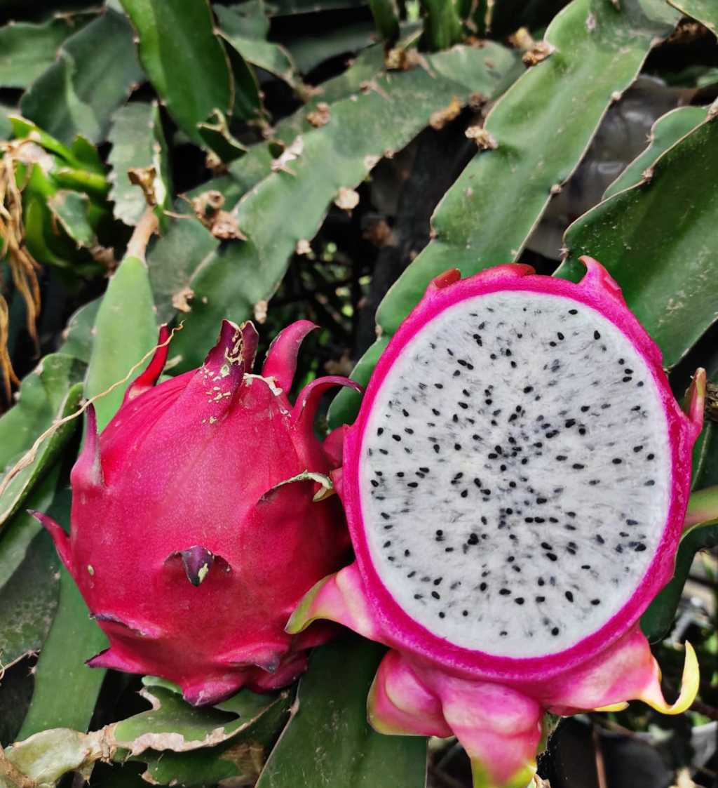 Pitaya-Blanca-FILEminimizer - ORIGEN